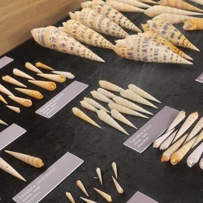 מוזיאון הצדפות – World of Seashells מאוריציוס כרטיסים | אוסף צדפי ים